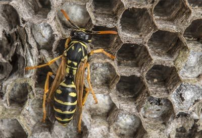 Gedehamse / Hvepse - Disse fantastiske insekter kan også være skadedyr