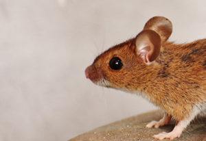 Mus - De kan gøre meget skade hvis man ikke kommer dem til livs.